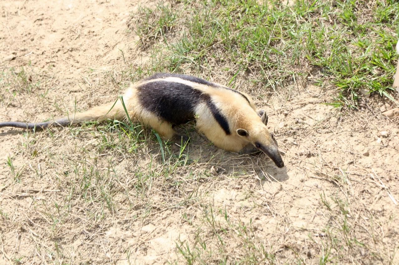 ¡LIBRES... DE NUEVO!: un oso hormiguero y una zarigüeya con cuatro de ...